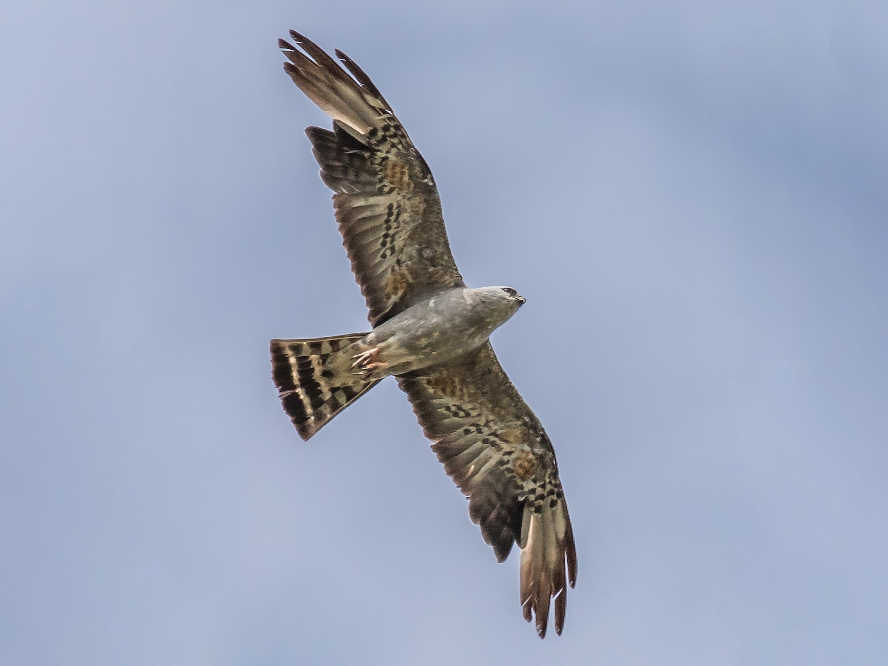 Mississippi Kite - eBird