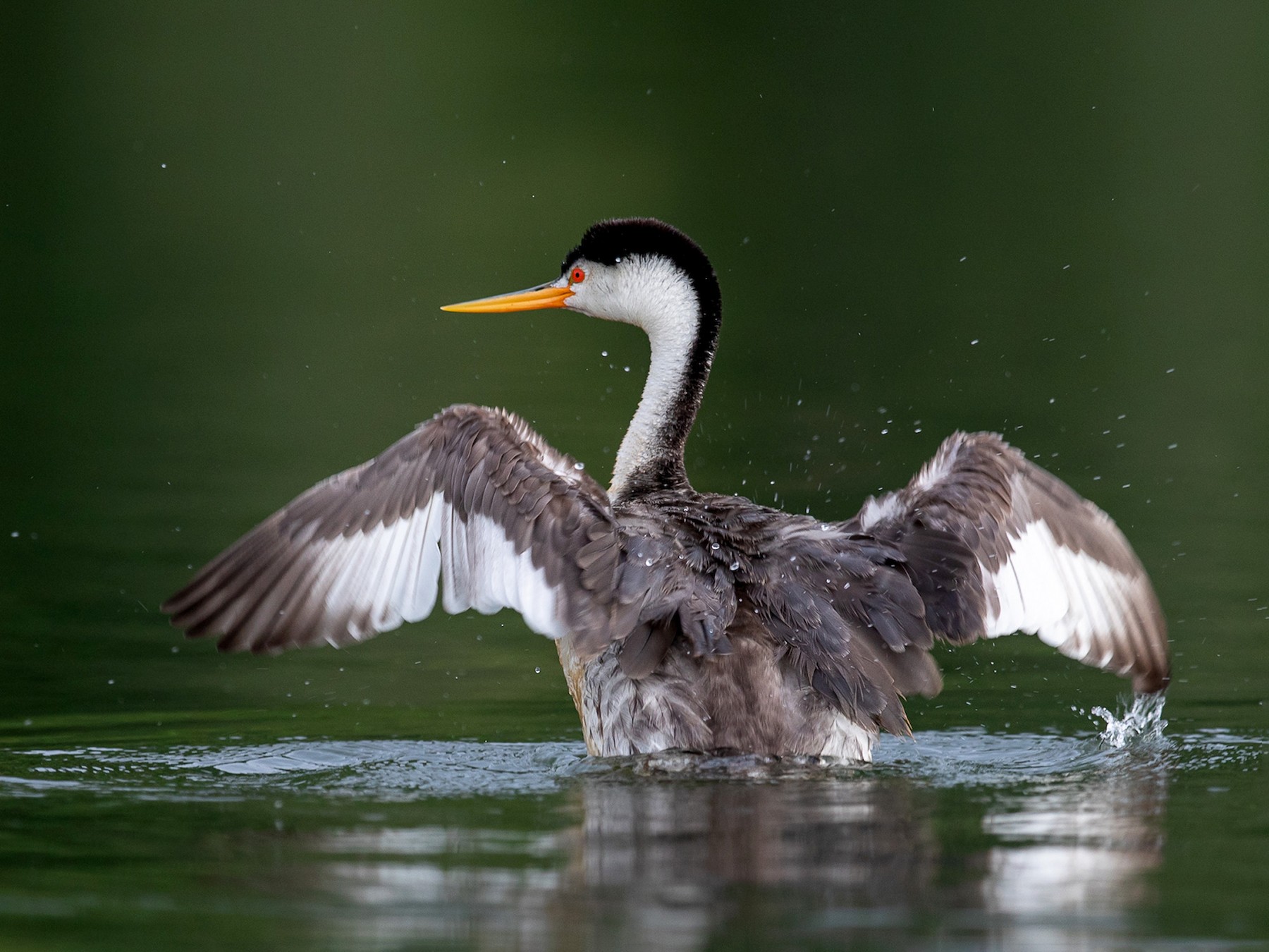 Clark's Grebe - eBird