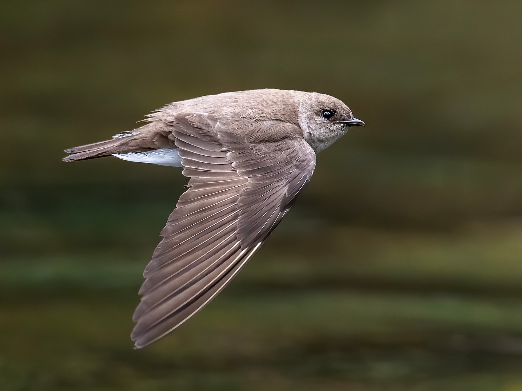 Northern Rough-winged Swallow - eBird