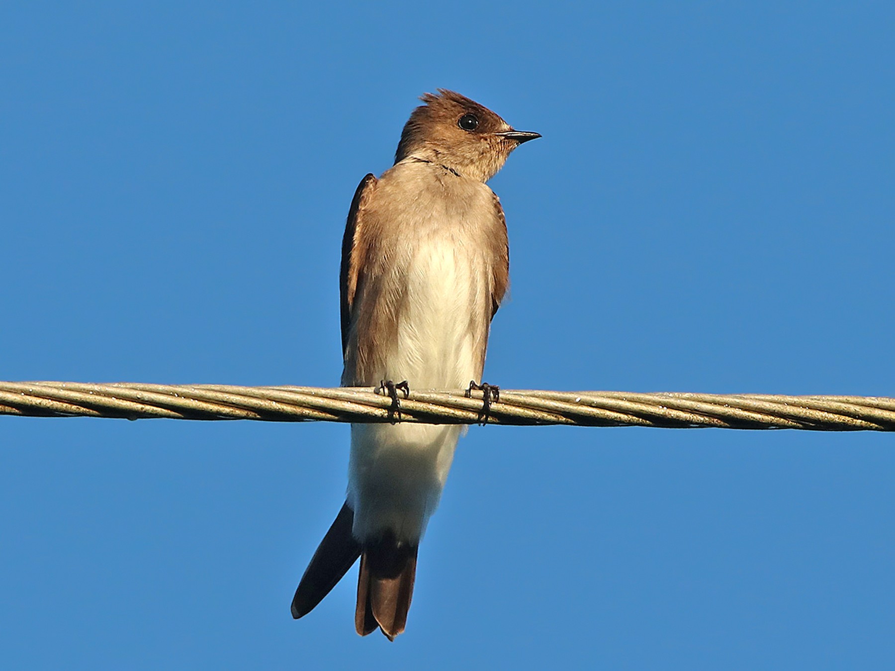 Northern Rough-winged Swallow - eBird