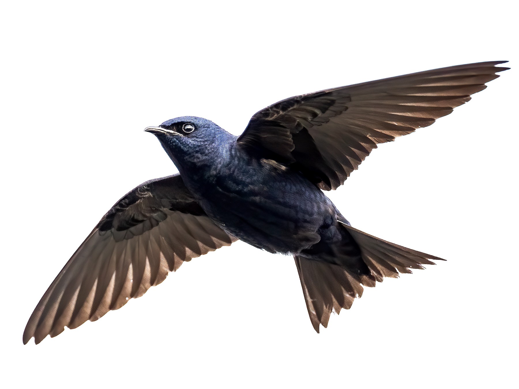 Purple Martin - eBird