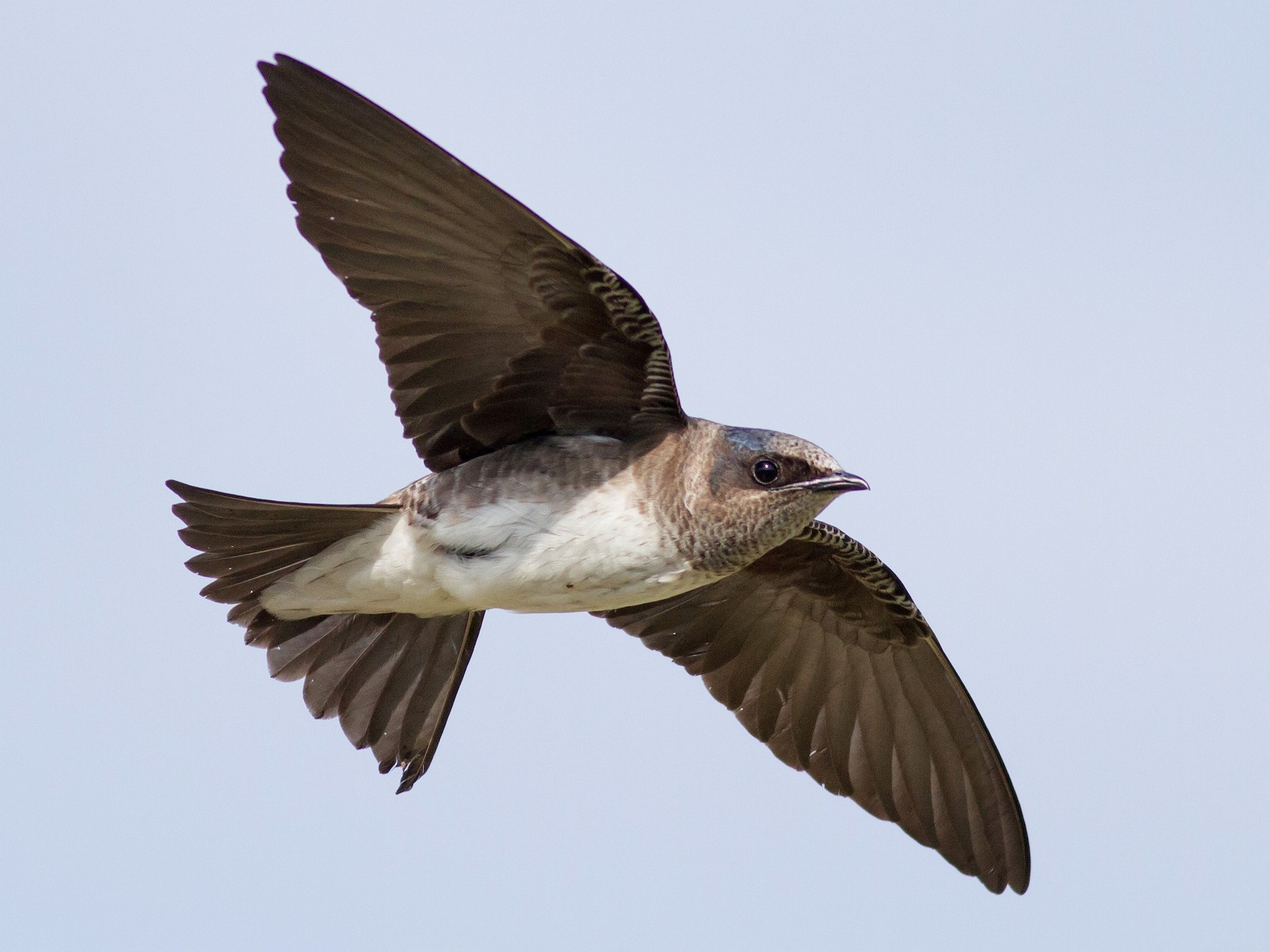 Golondrina Purpúrea - eBird