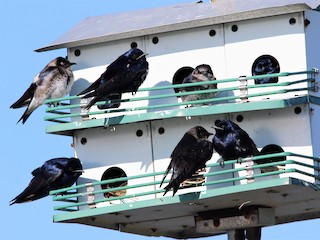 Purple Martin - eBird