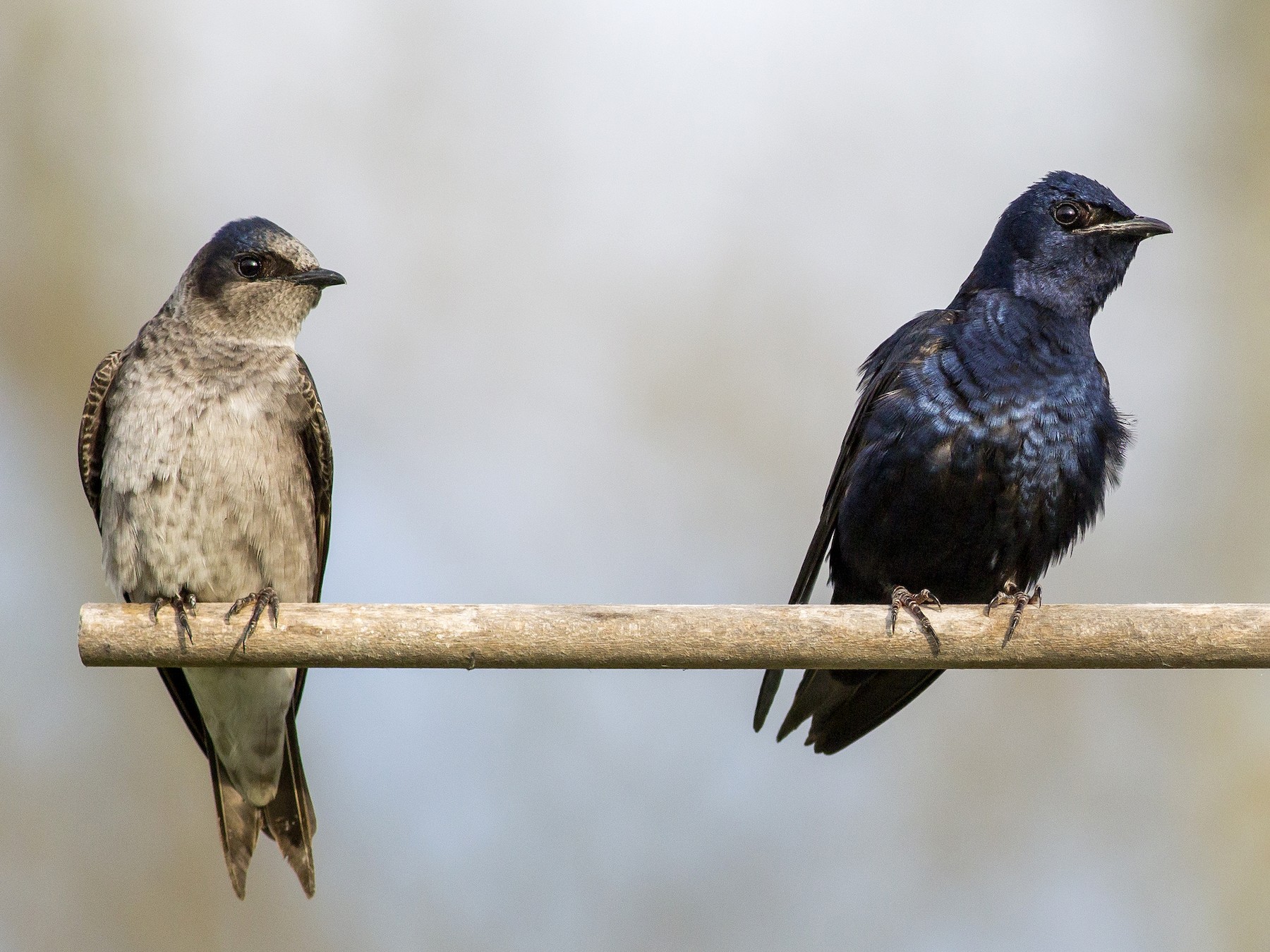 Purple Martin - eBird