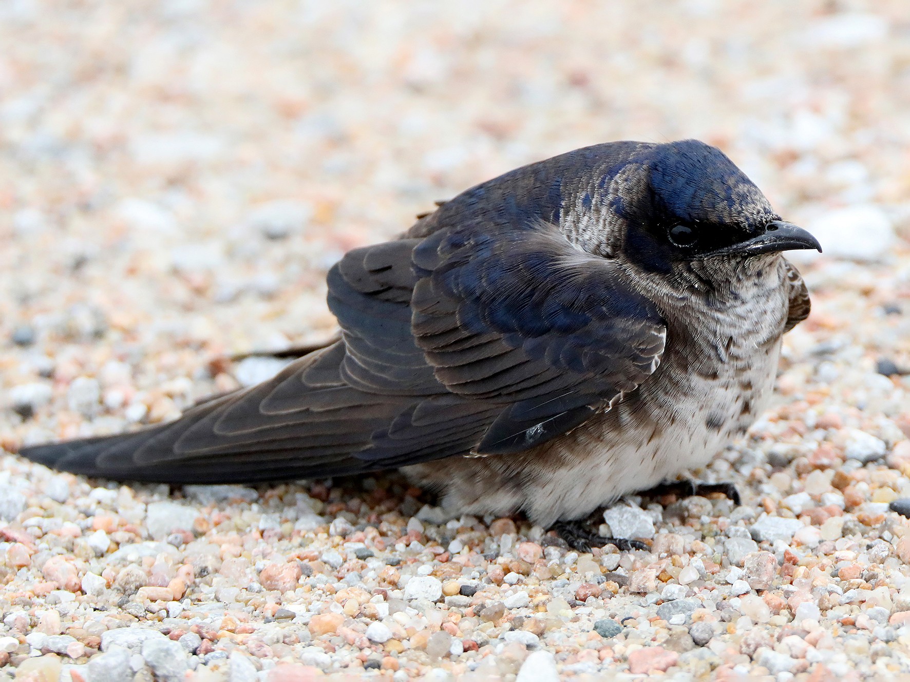 Purple Martin - eBird
