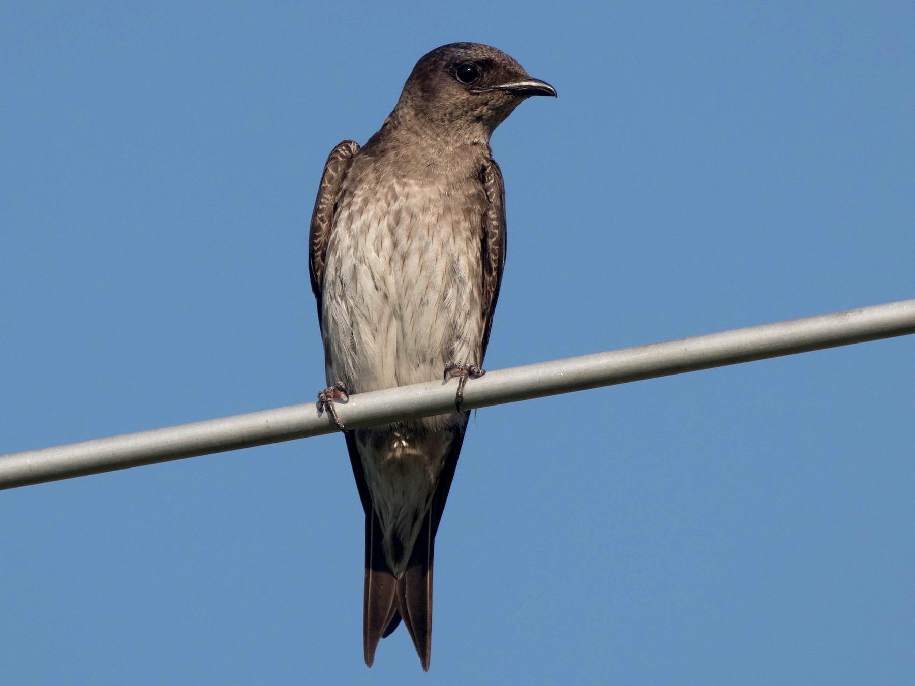 Purple Martin - eBird