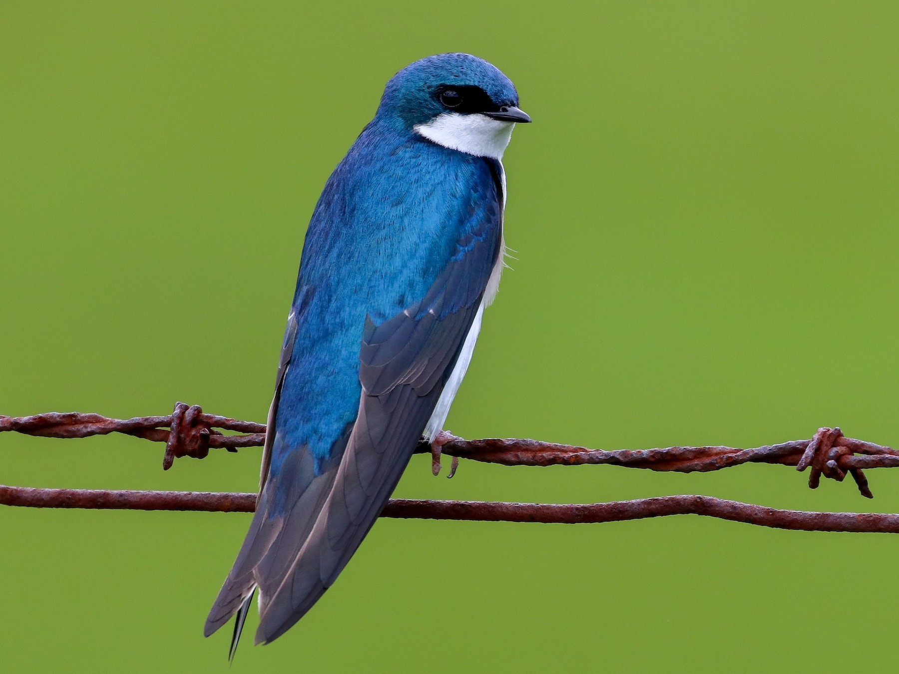 Tree Swallow - eBird
