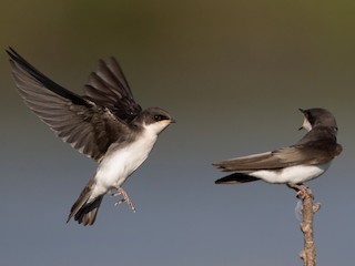 Tree Swallow - eBird