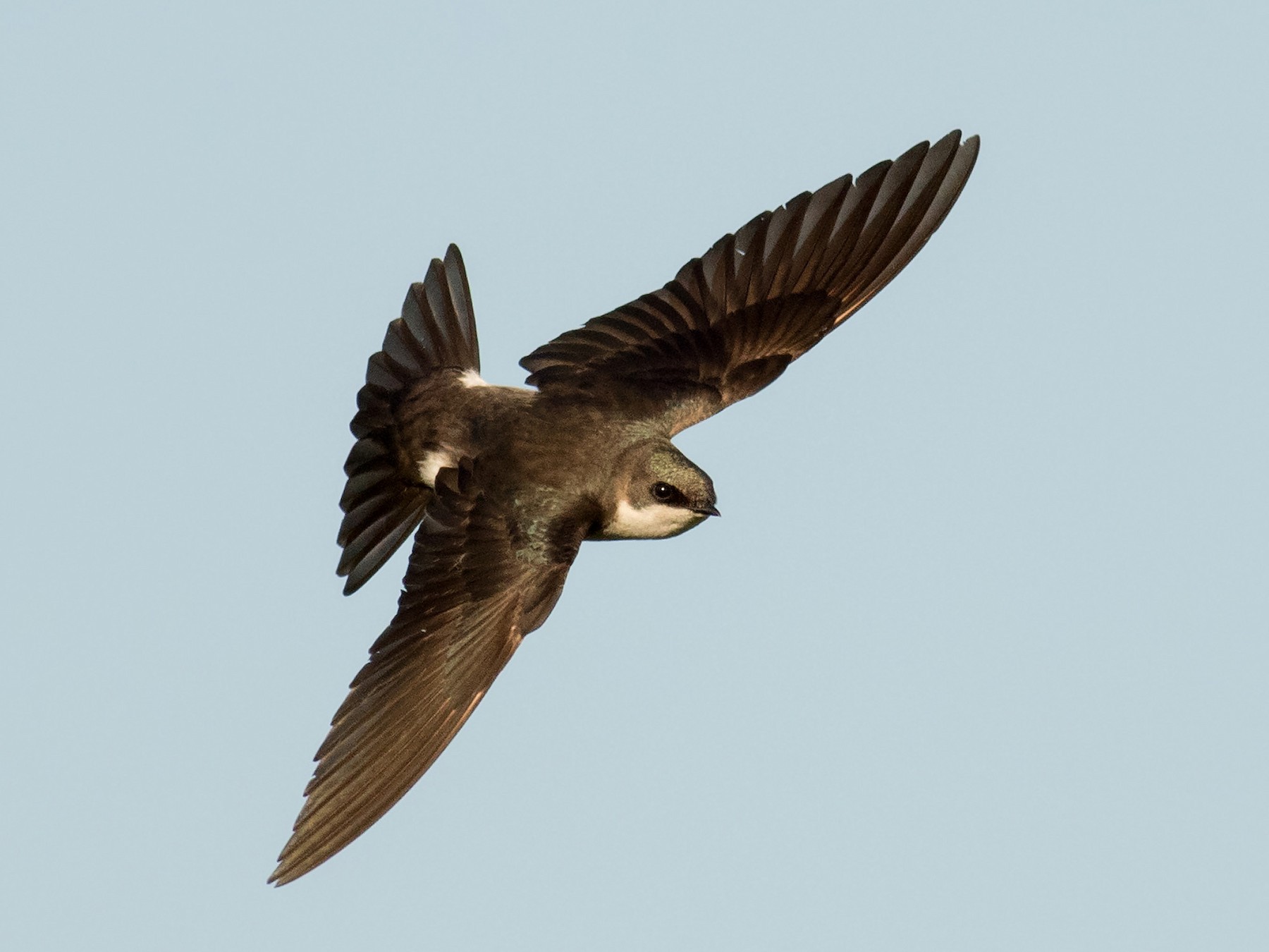 Tree Swallow In Flight