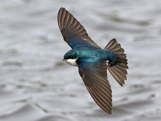 Tree Swallow - eBird