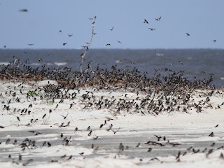 Tree Swallow - eBird
