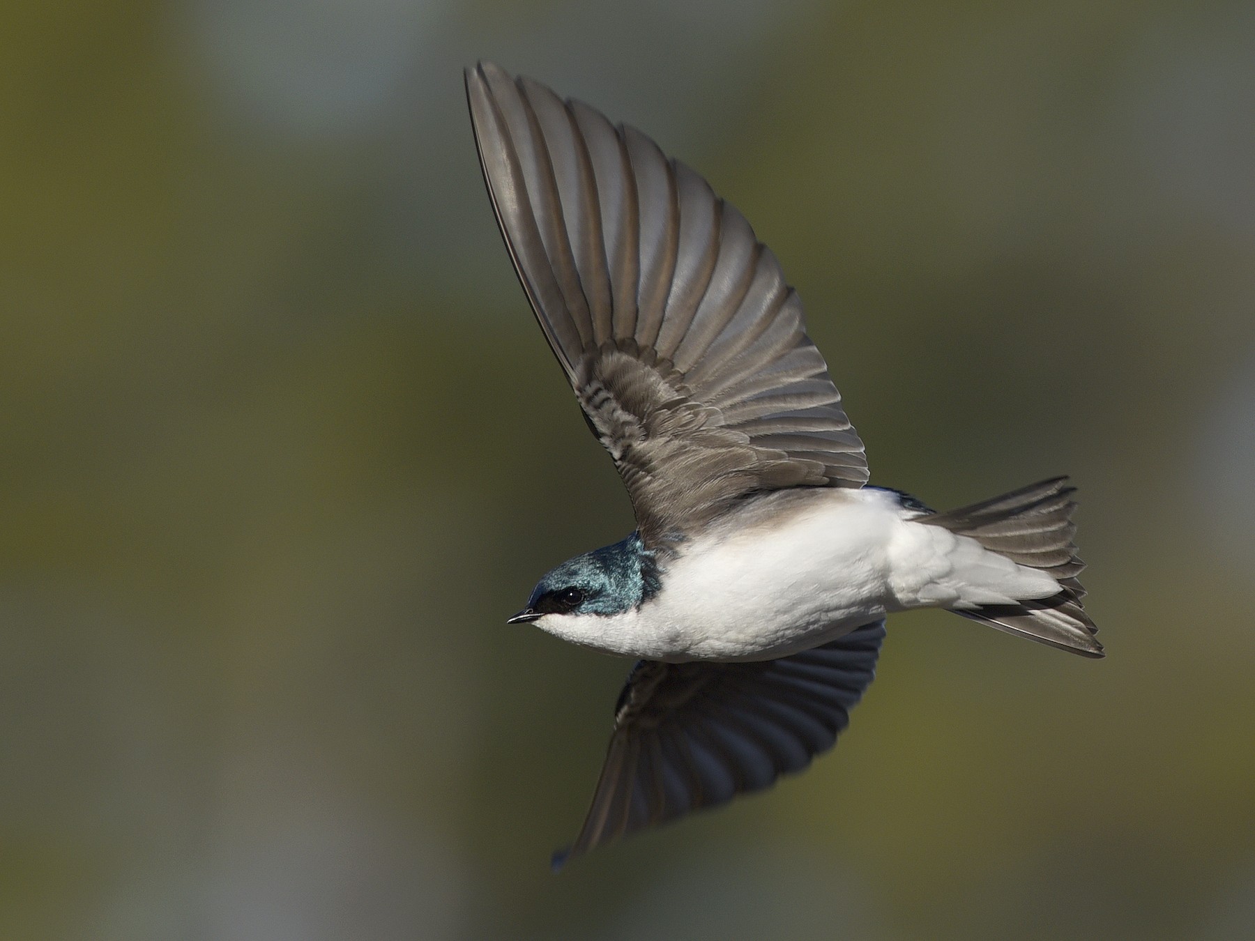 North Texas Tree Swallows