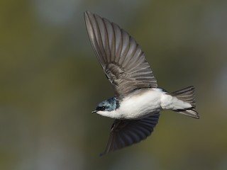 Tree Swallow - eBird