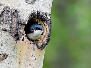 Tree Swallow - eBird