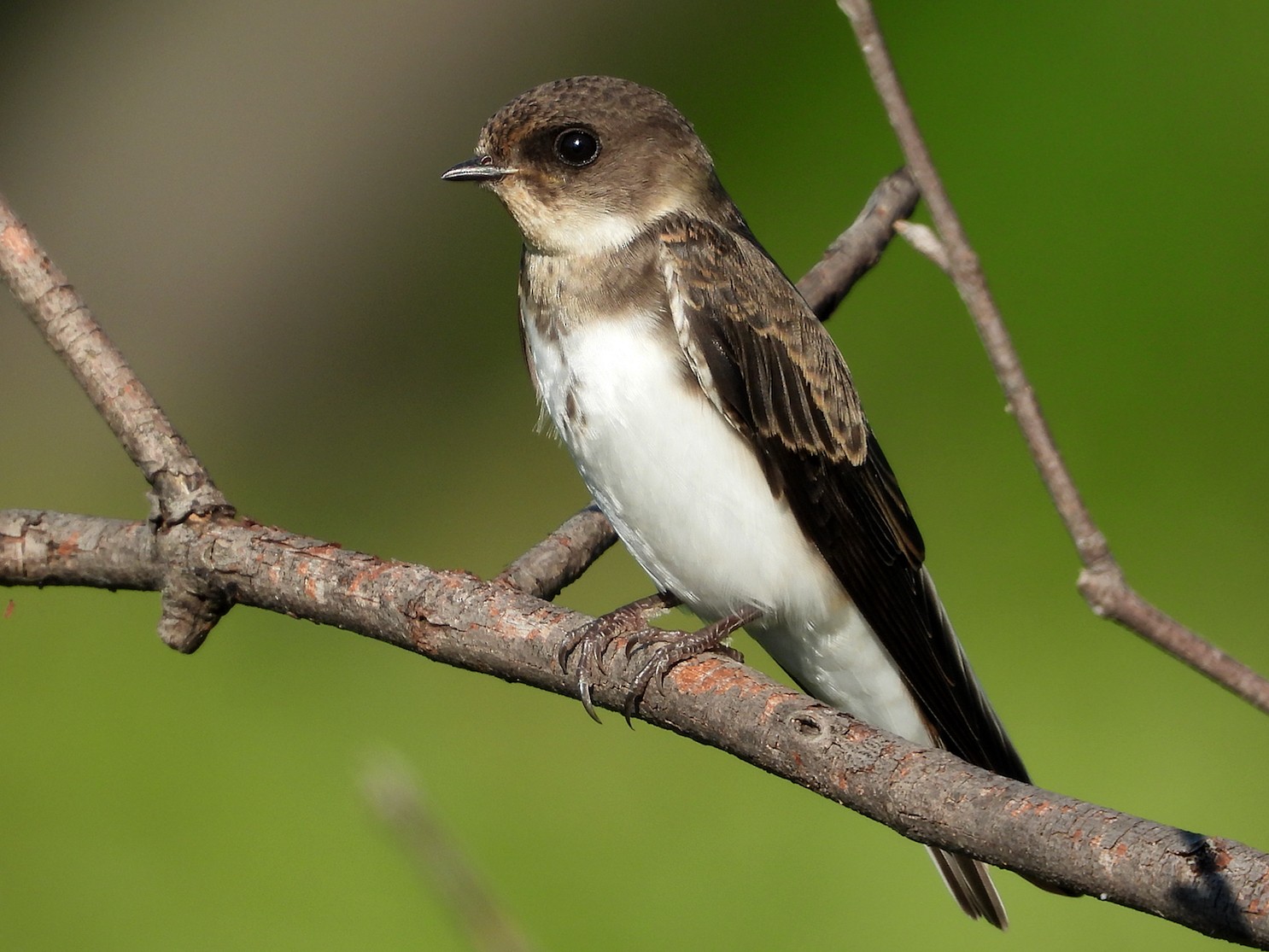 Sand Martin - eBird