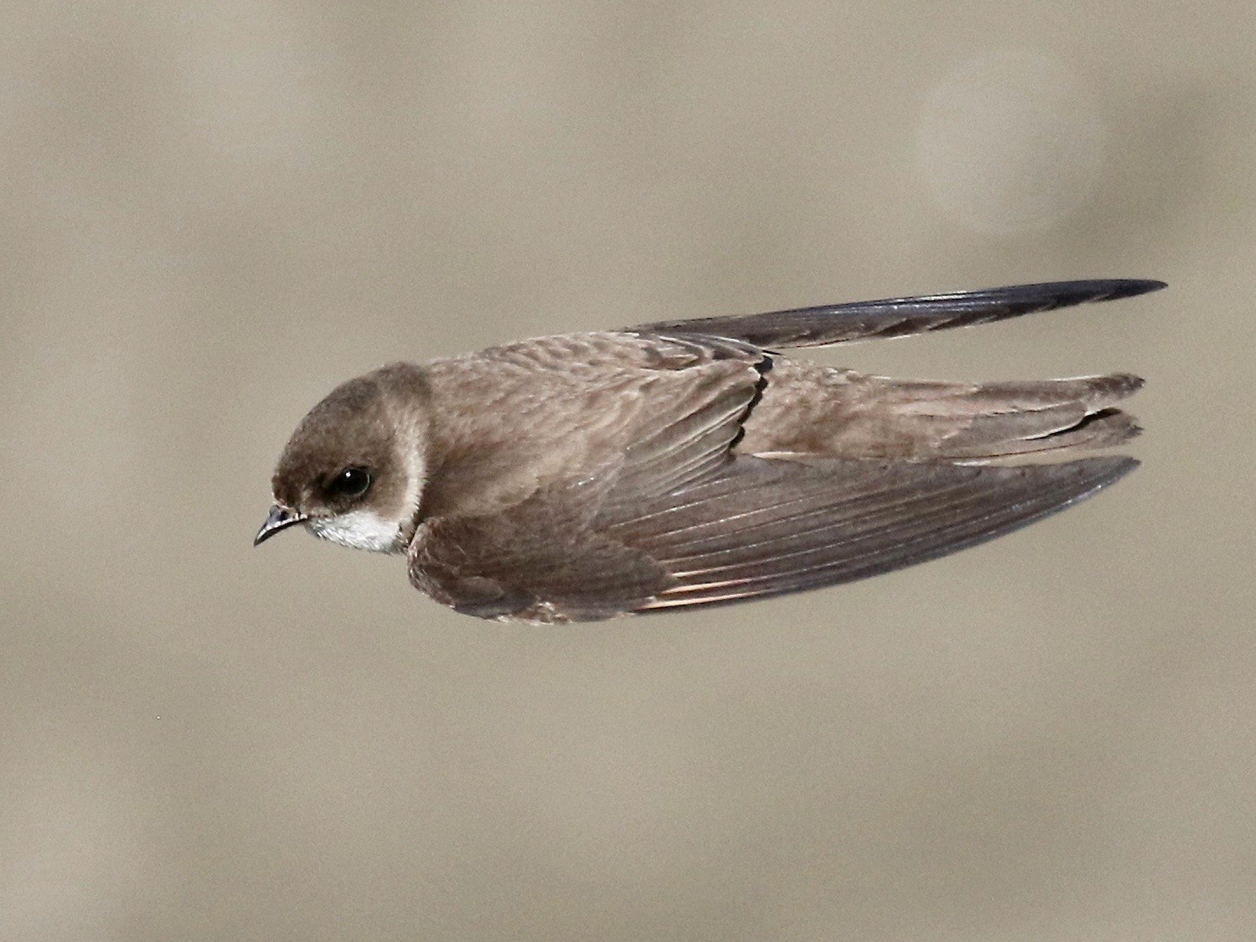 Bank Swallow - eBird