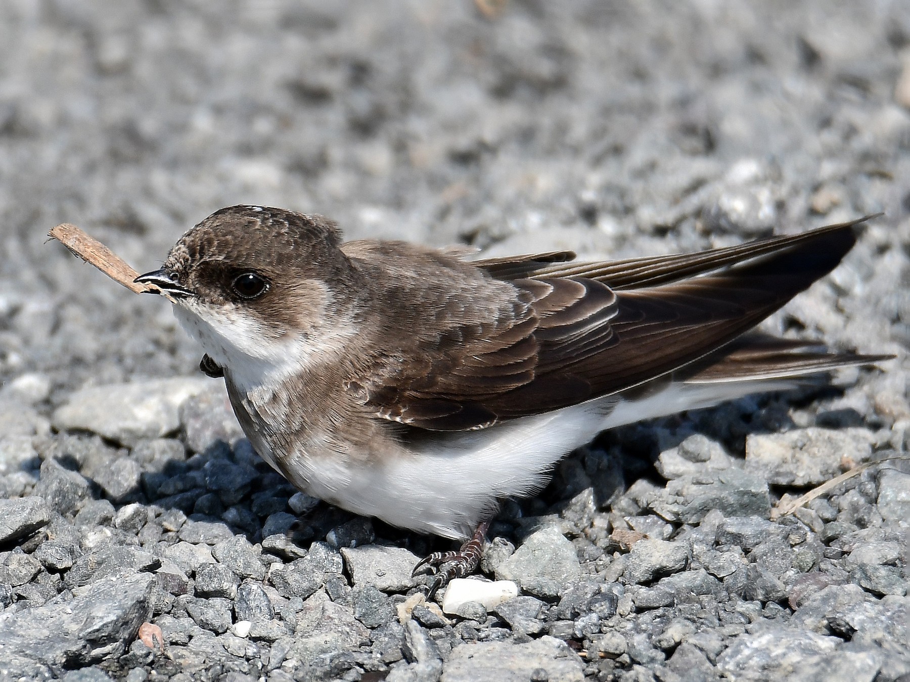 Bank Swallow - eBird