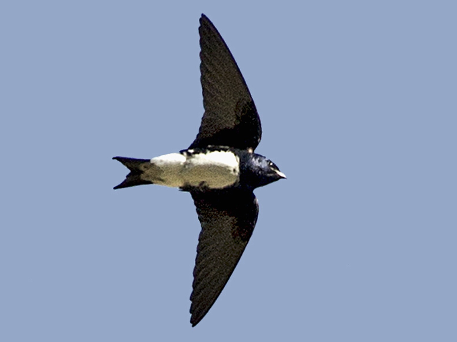 Sinaloa Martin - eBird