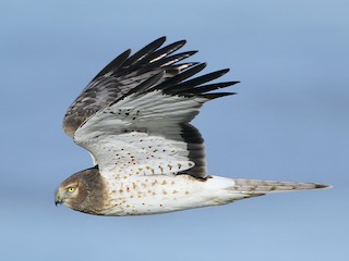 Northern Harrier - eBird