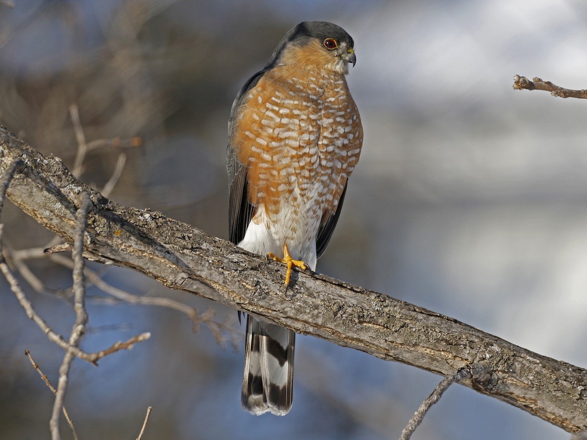 Hawks, Eagles, and Kites Overview | BirdWise ID Quizzes