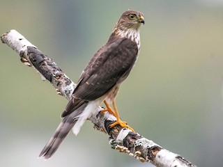 Sharp-shinned Hawk - eBird