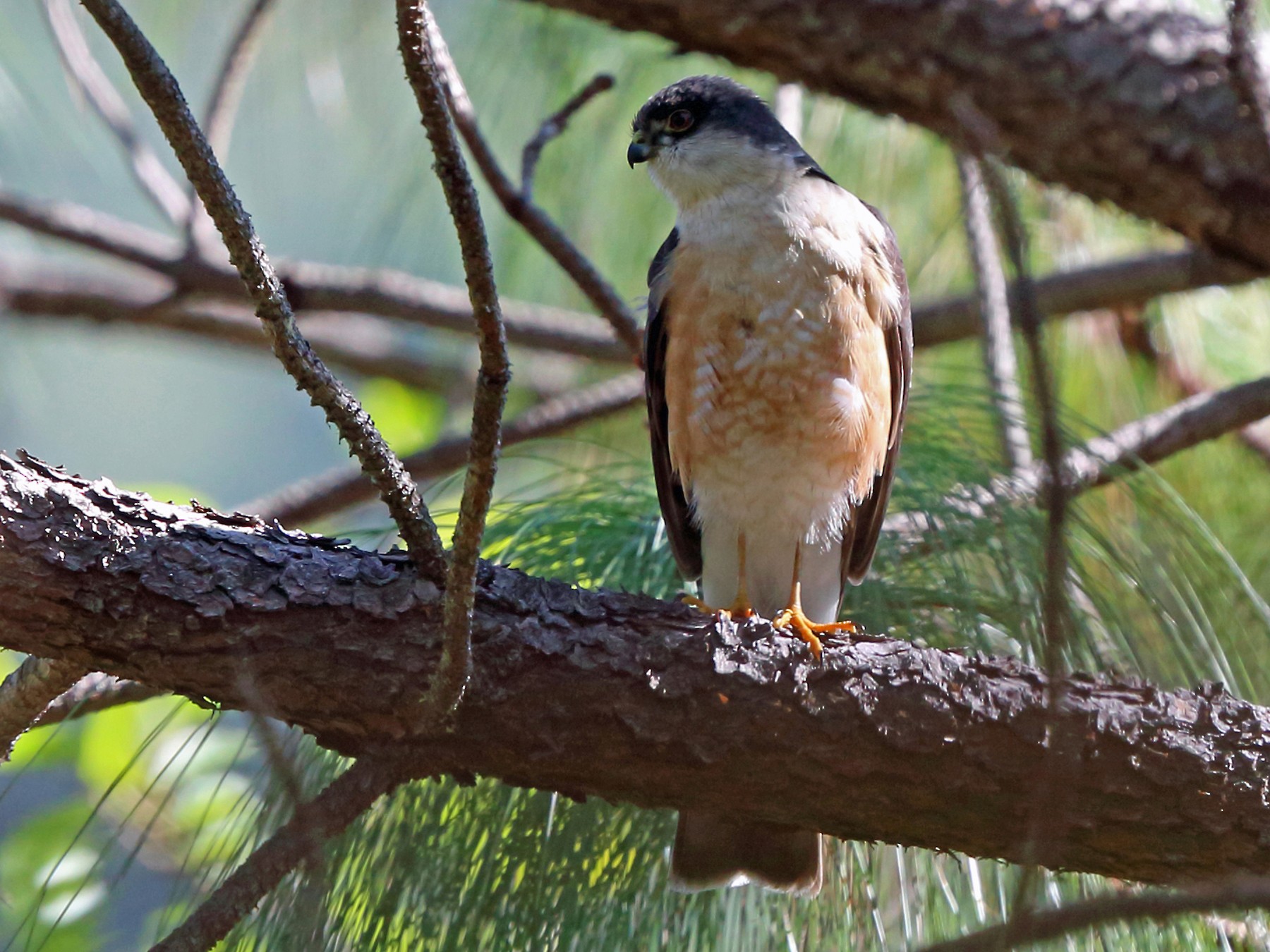 Sharp-shinned Hawk - eBird