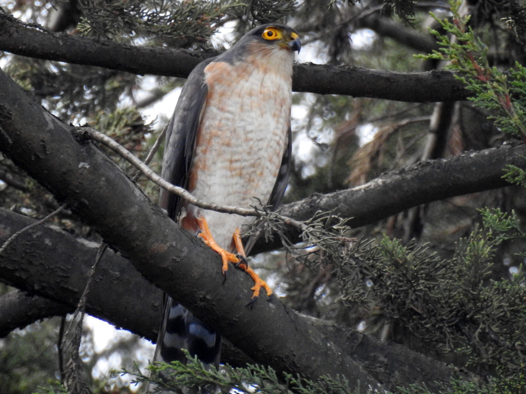 Sharp-shinned Hawk - eBird