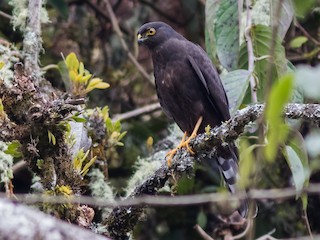 Sharp-shinned Hawk - eBird
