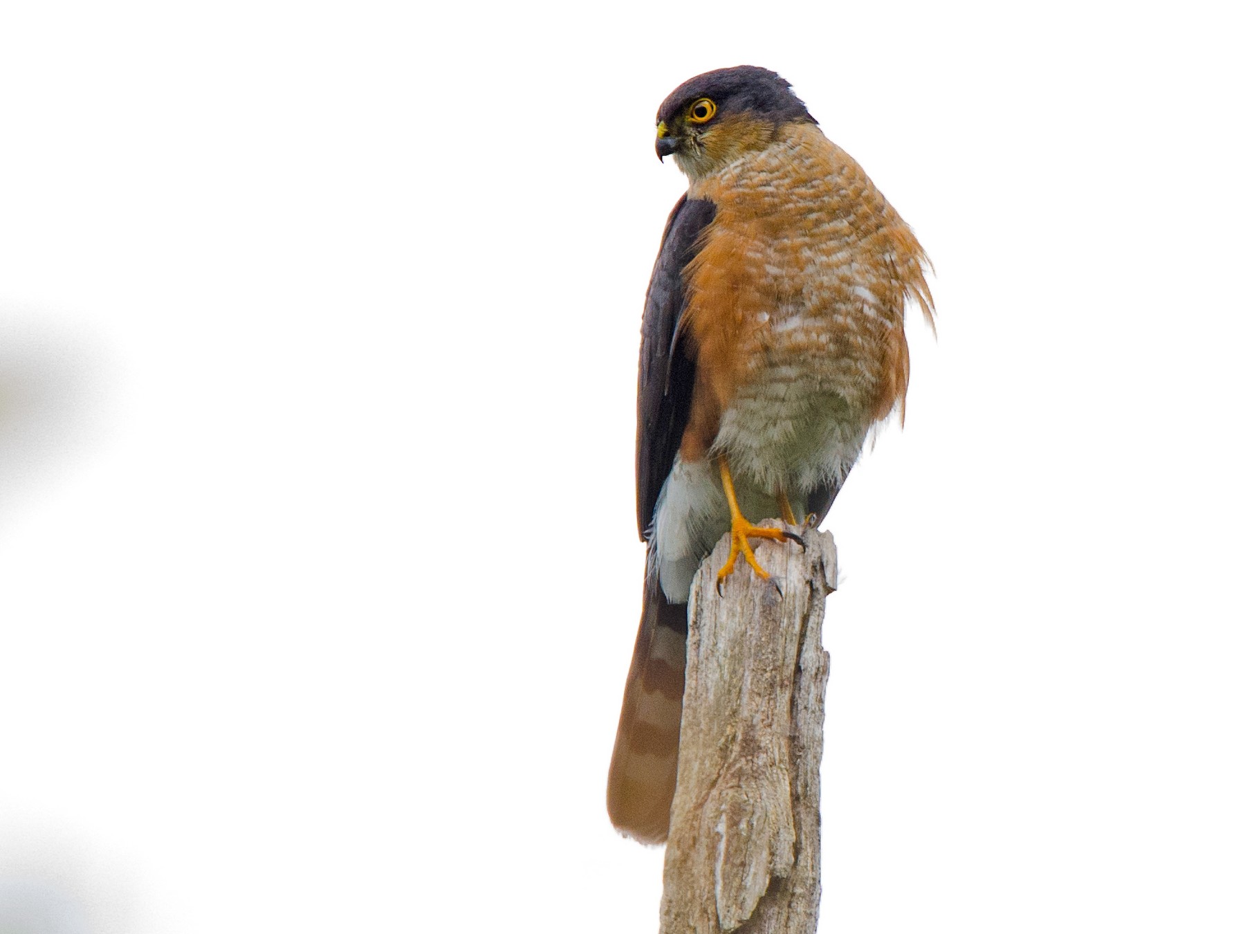 Sharp-shinned Hawk - eBird