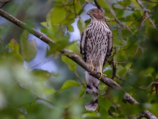 Cooper's Hawk - eBird