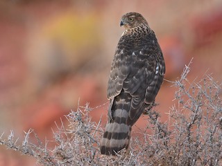 Cooper's Hawk - eBird