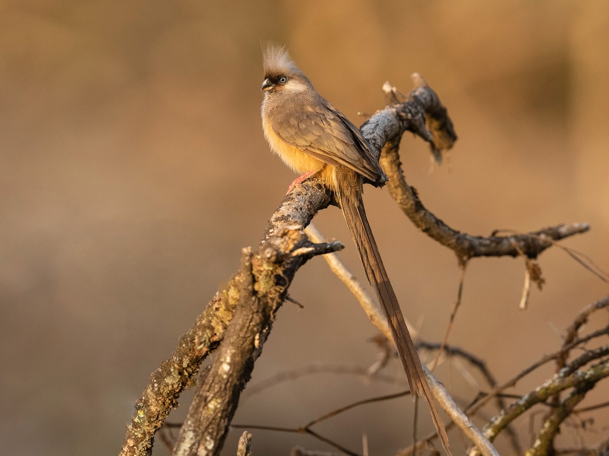 Speckled Mousebird - Colius striatus - Birds of the World