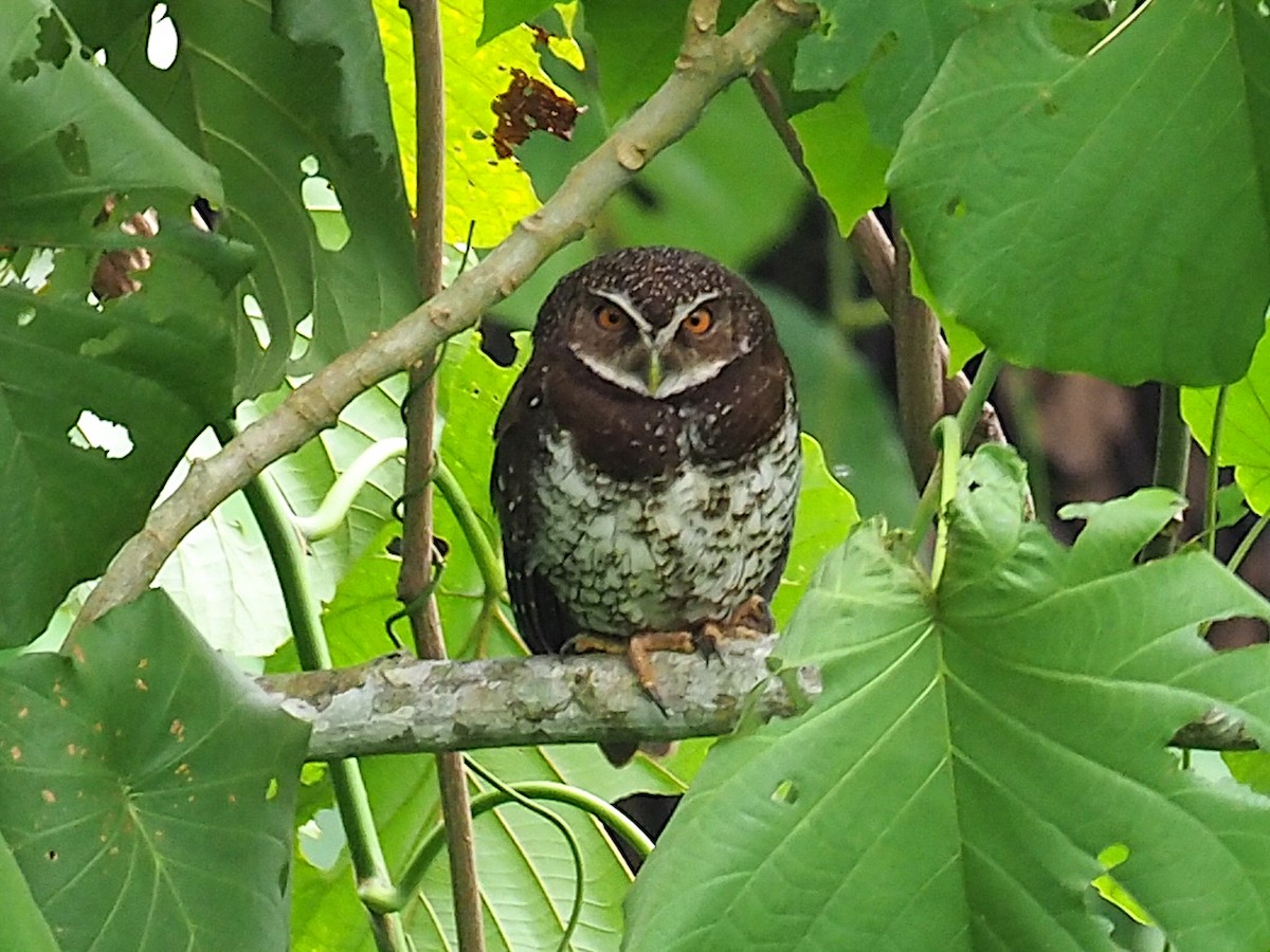 New Britain Boobook - Ninox odiosa - Birds of the World