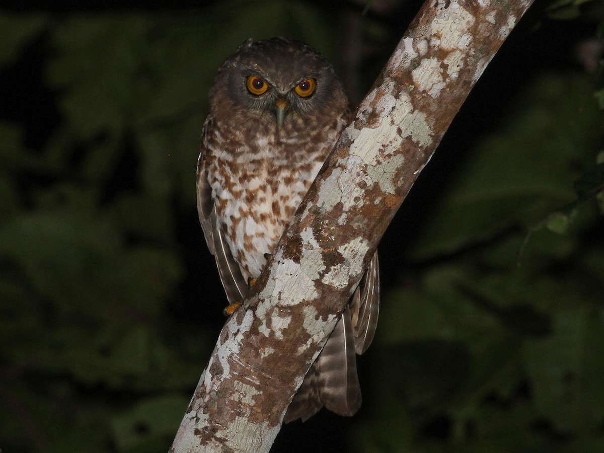 Bismarck Boobook - Ninox variegata - Birds of the World