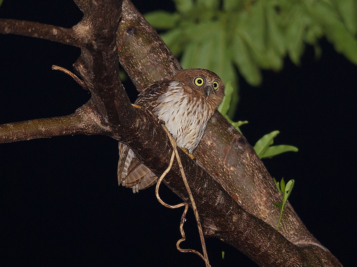 Manus Boobook - Ninox meeki - Birds of the World
