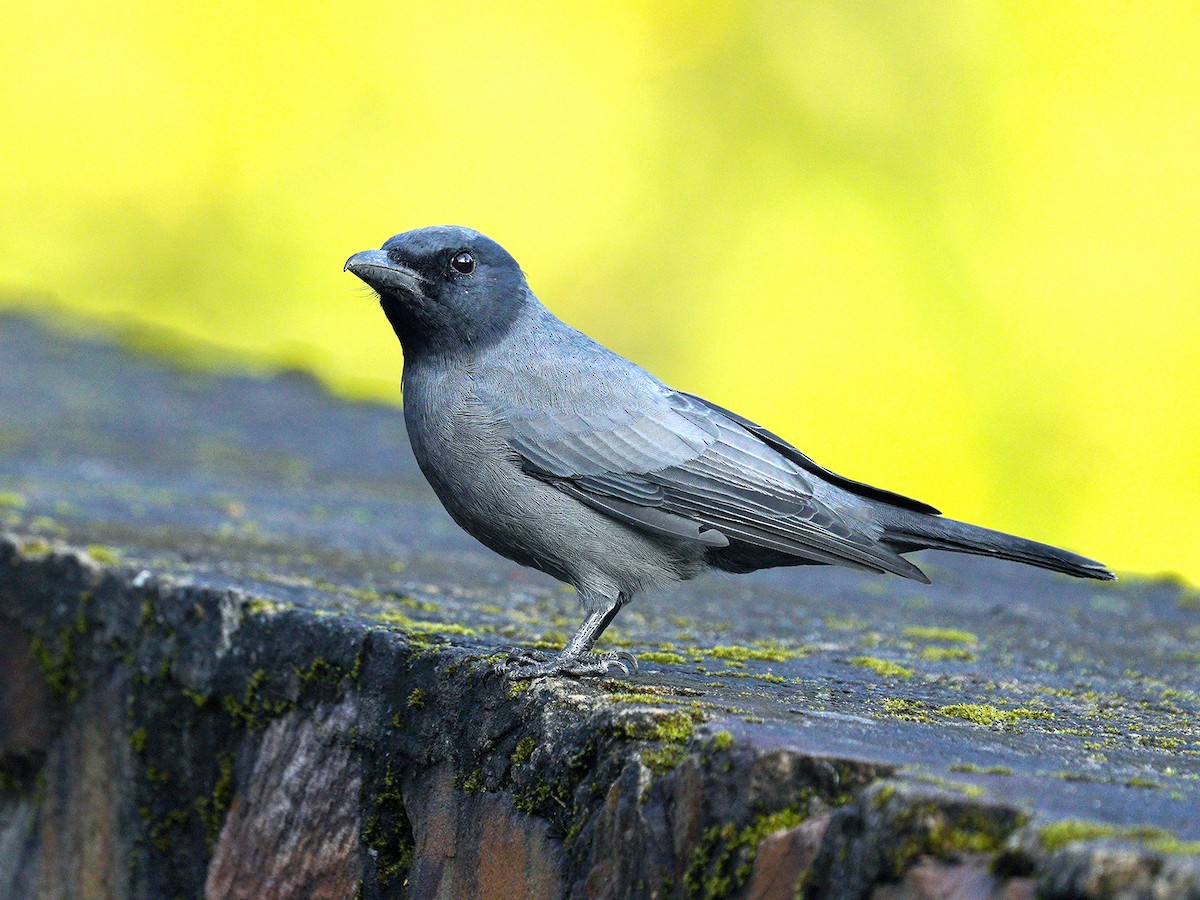 Sunda Cuckooshrike - Coracina larvata - Birds of the World