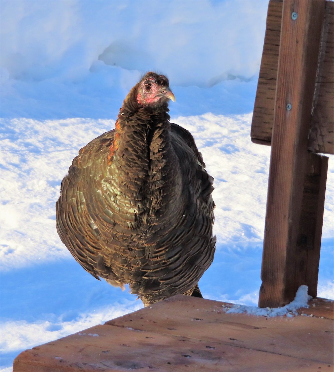 eBird Québec Checklist - 8 Feb 2021 - Technoparc Mtl--Site général - 18 ...