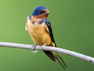 Barn Swallow - eBird