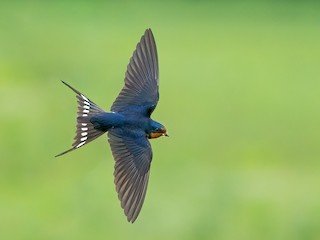 Barn Swallow - Pennsylvania Bird Atlas