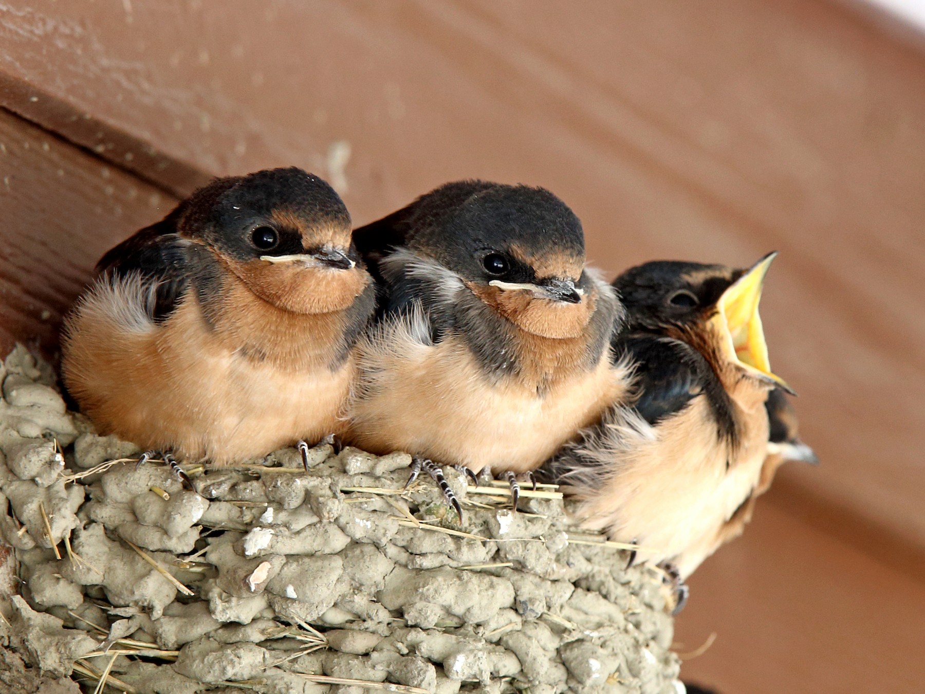 Barn Swallow - eBird