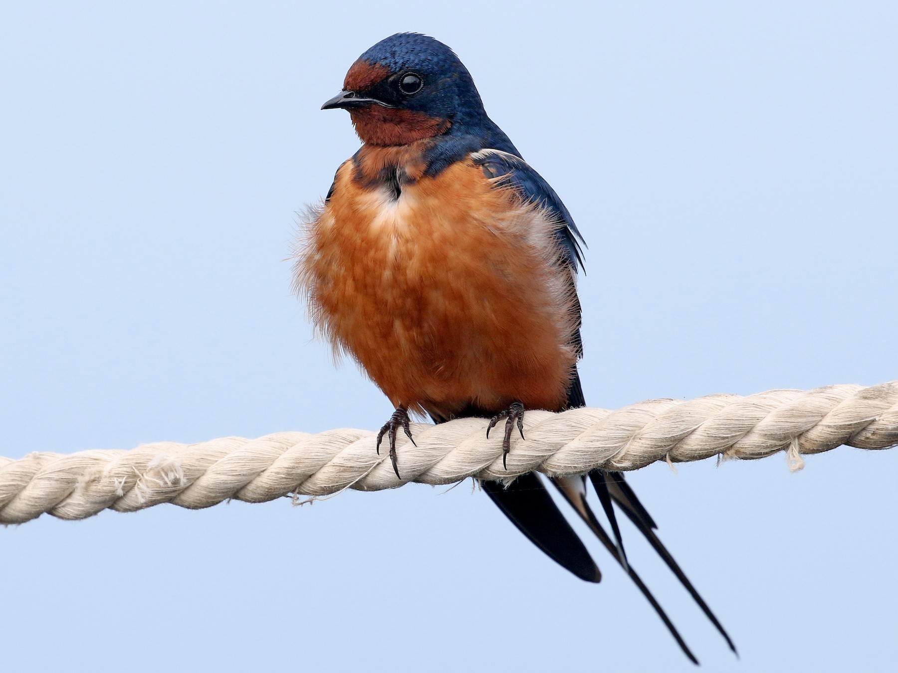Barn Swallow - eBird