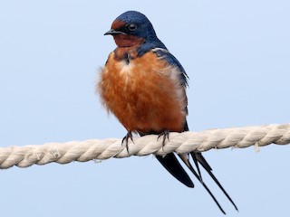 Barn Swallow - eBird