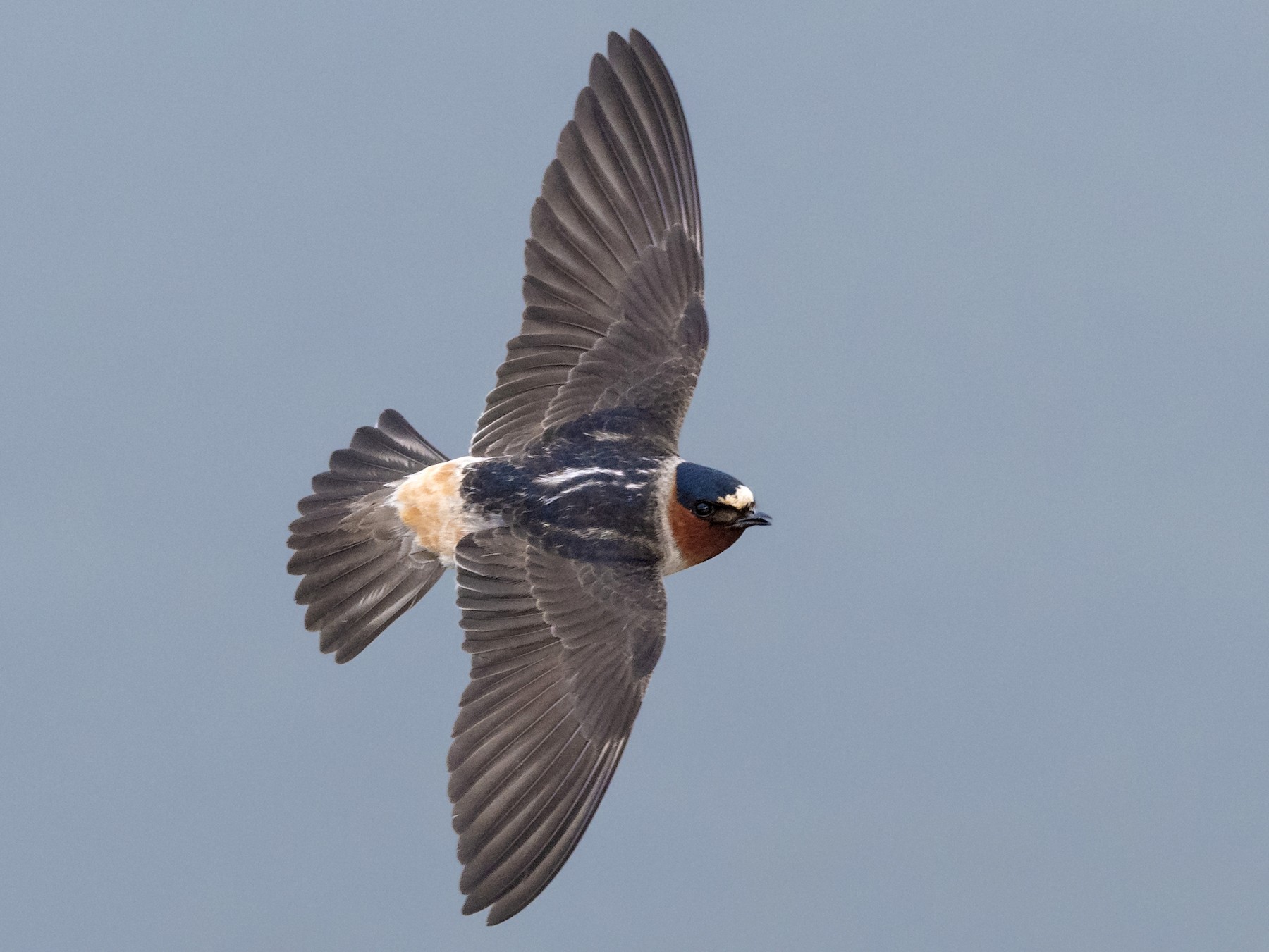 Cliff Swallow - eBird