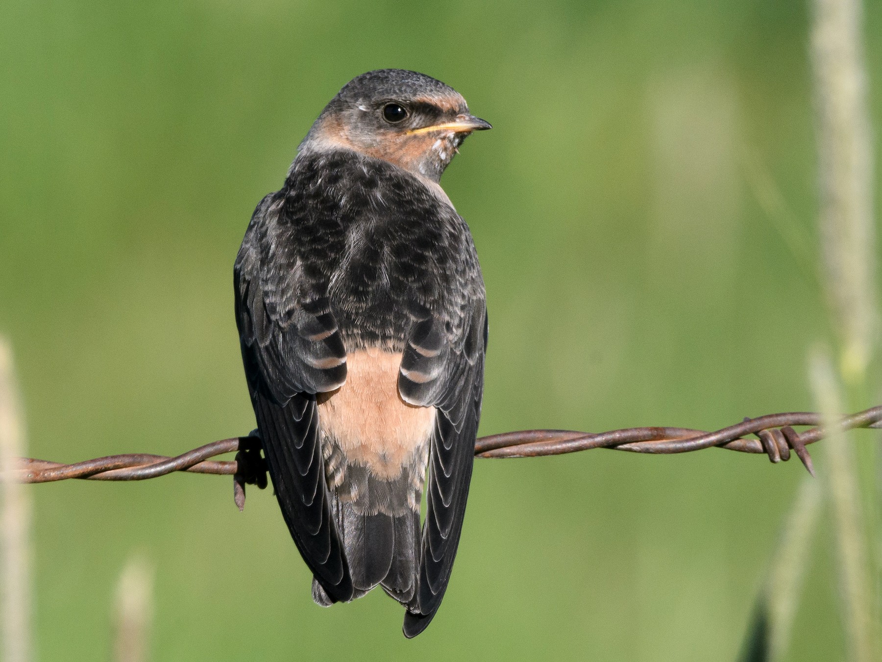 Cliff Swallow - eBird