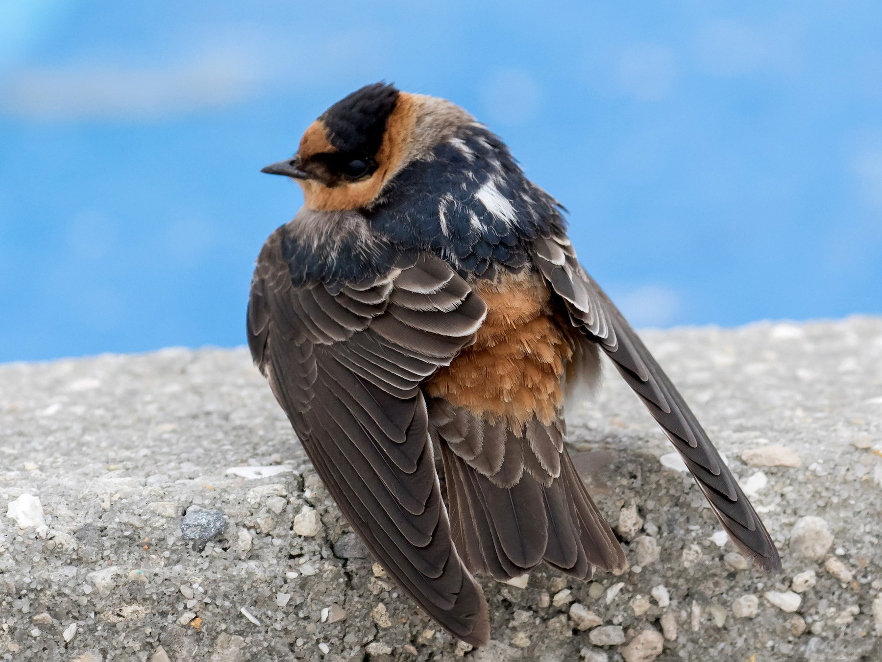 Cave Swallow - eBird