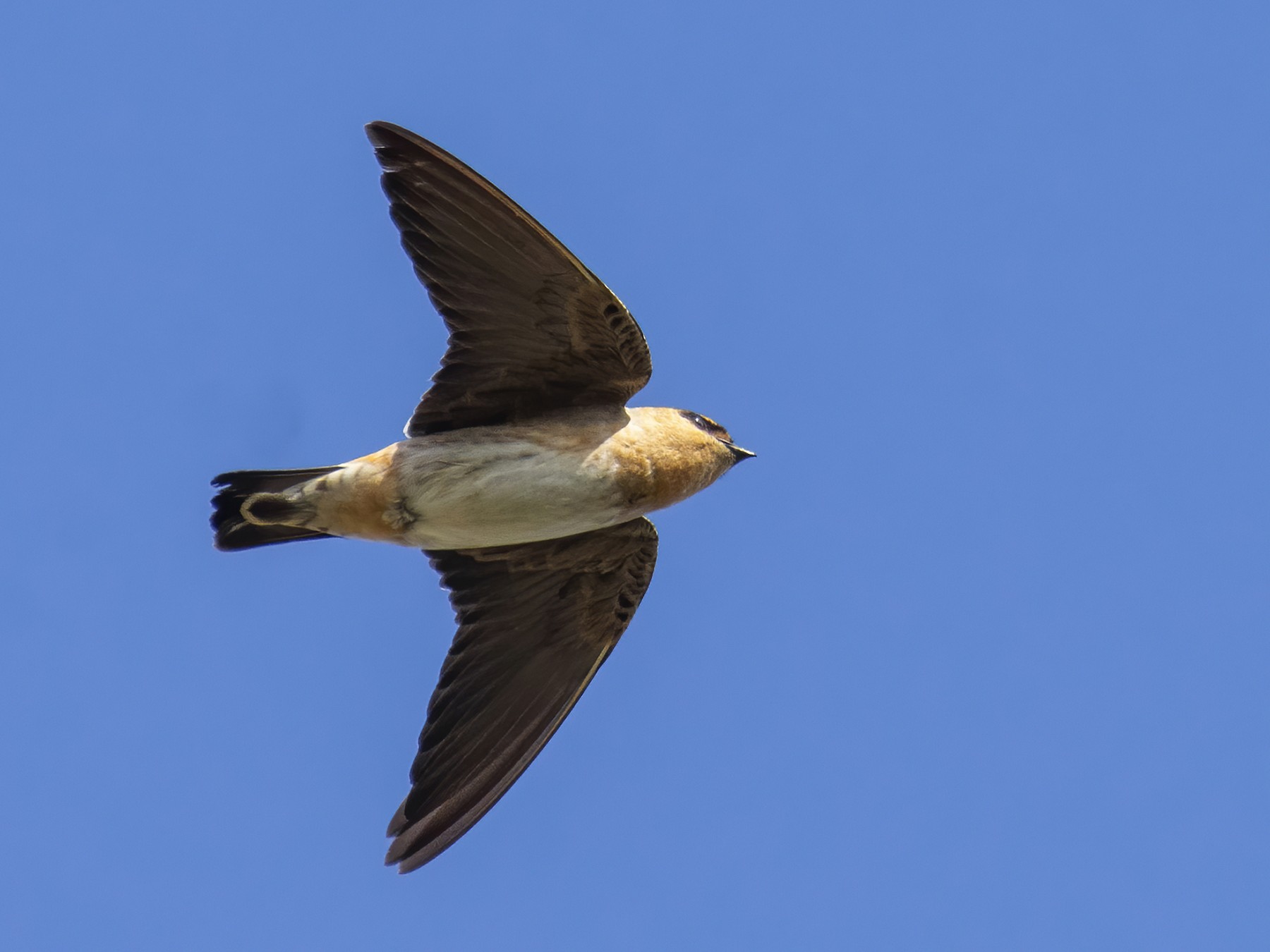 Cave Swallow - eBird