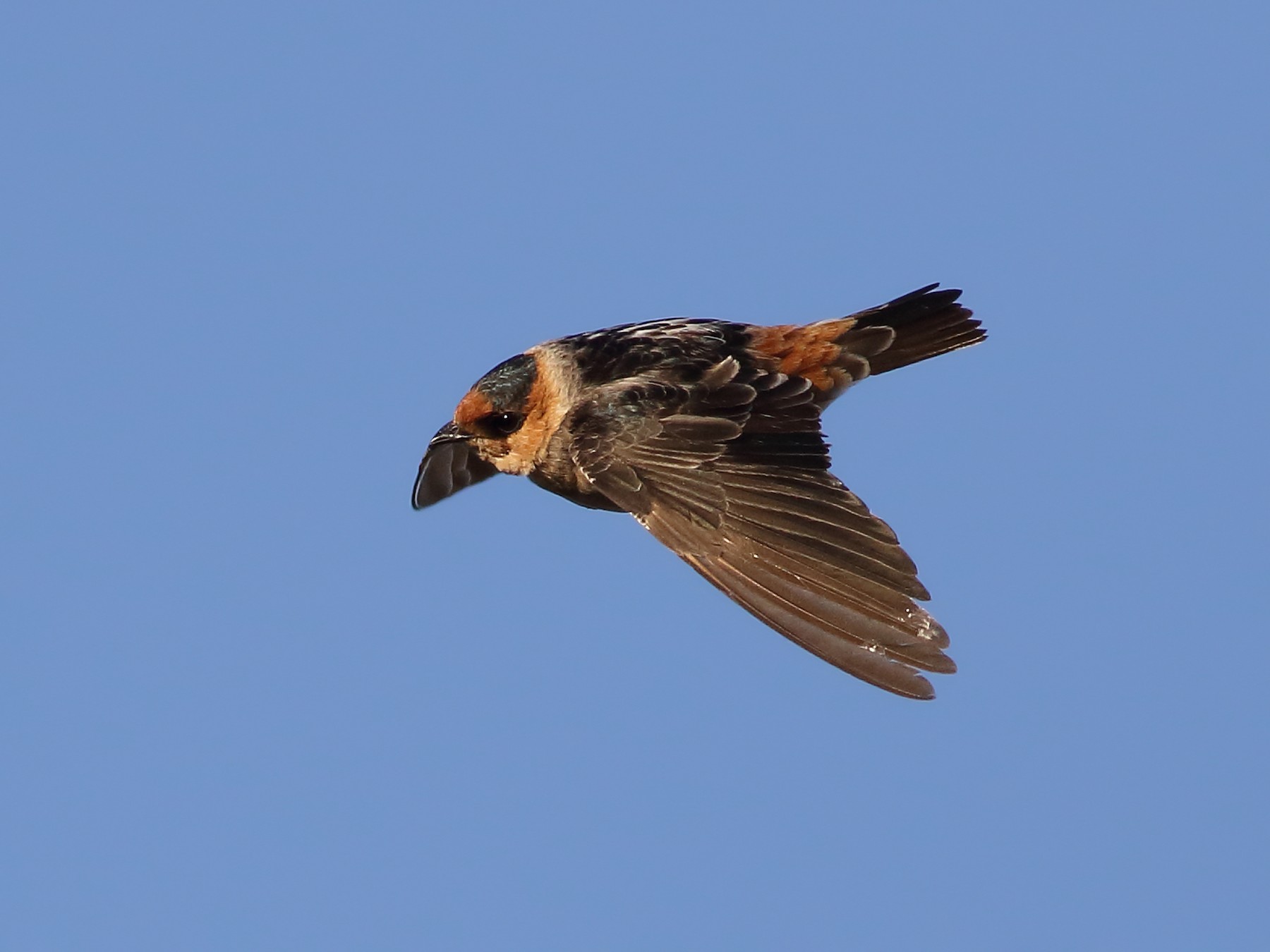 Cave Swallow - eBird