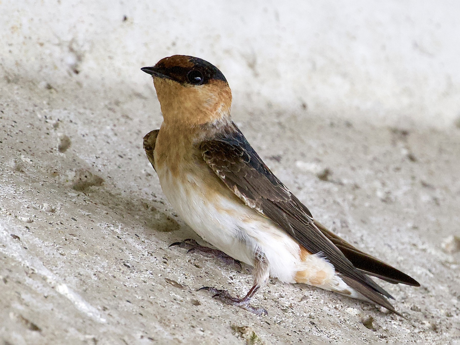 Cave Swallow - eBird