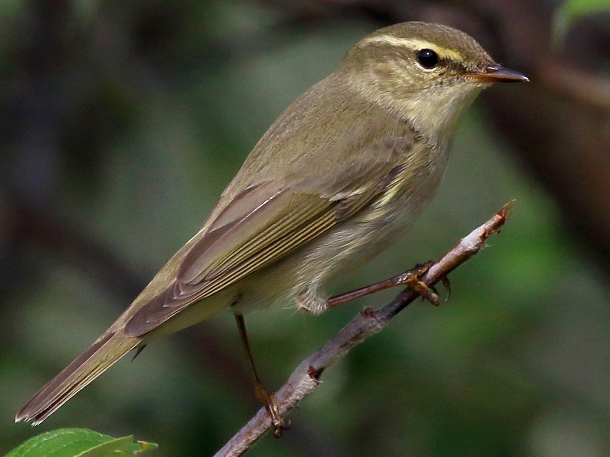 Leaf Warblers Overview | BirdWise ID Quizzes