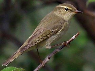 Arctic Warbler - eBird